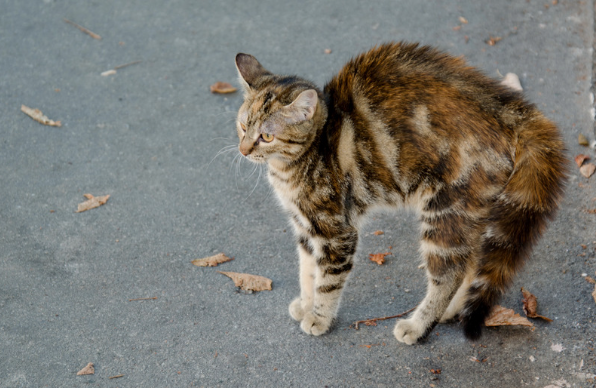 L’électricité statique et les chats, 5 astuces pour les limiter